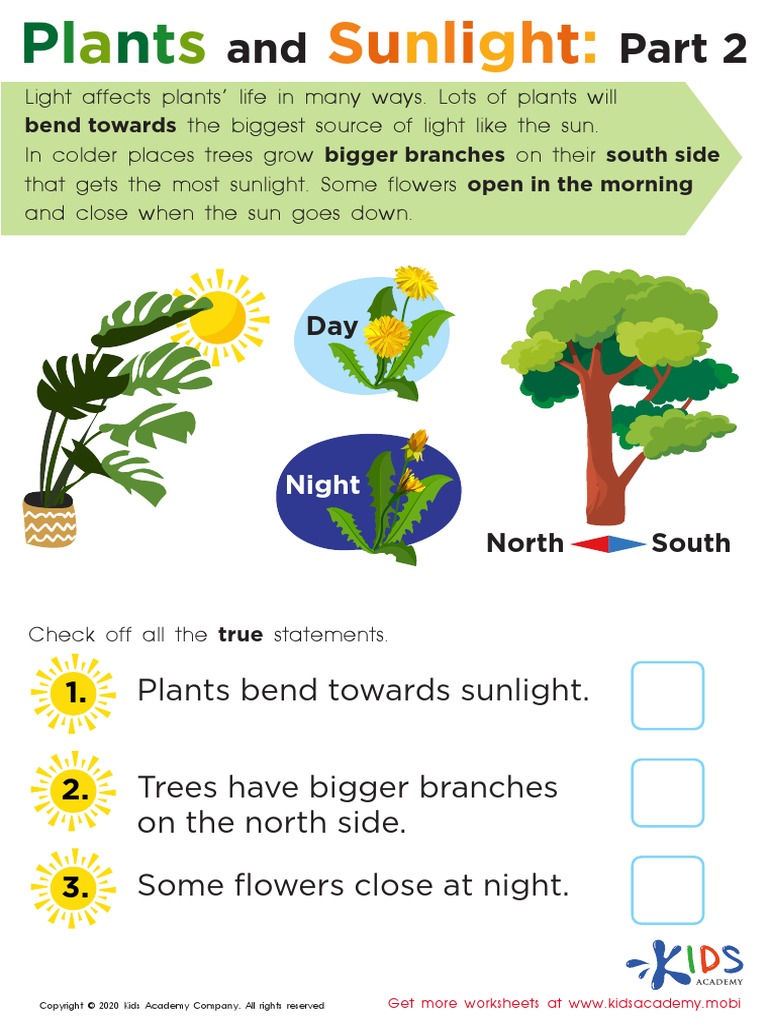 Grade 1 Plants and Sunlight Part 2 Worksheet | PDF
