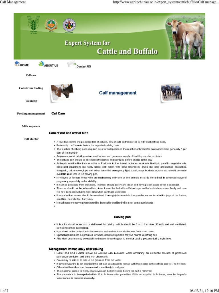 Calf Management | PDF | Milk | Weaning