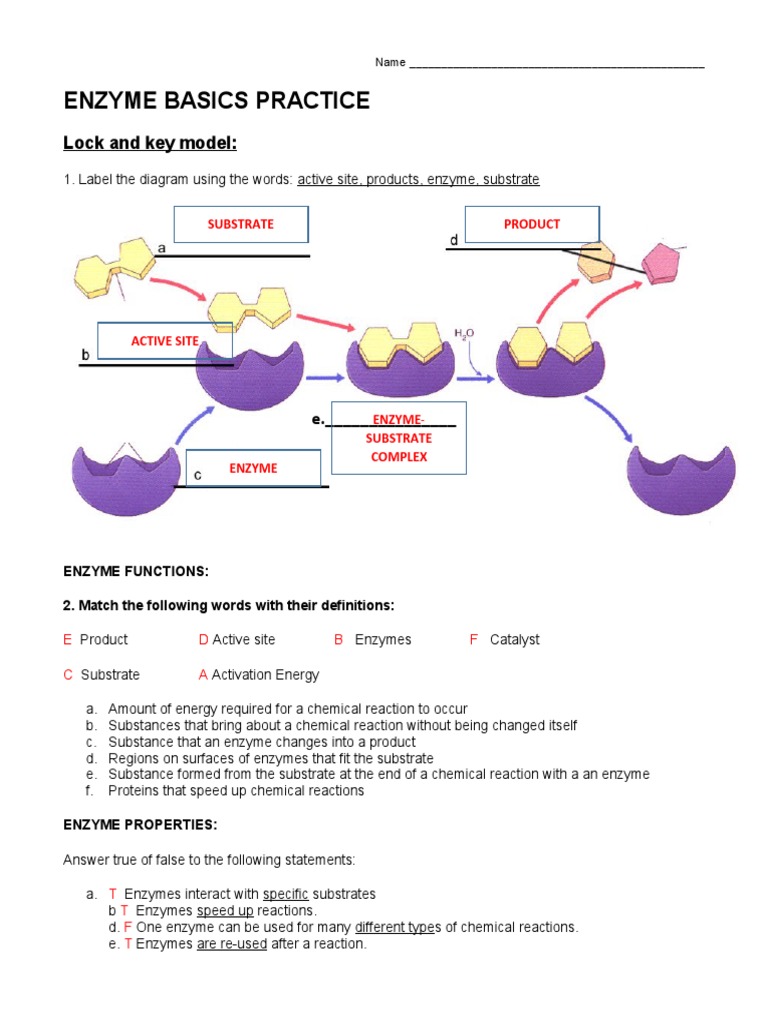 Enzyme Basics Practice KEY 2hg9sph | PDF | Enzyme | Active Site