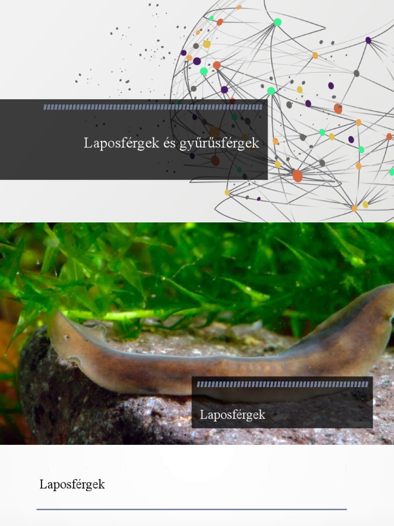Lapos És Gyűrűsférgek | PDF