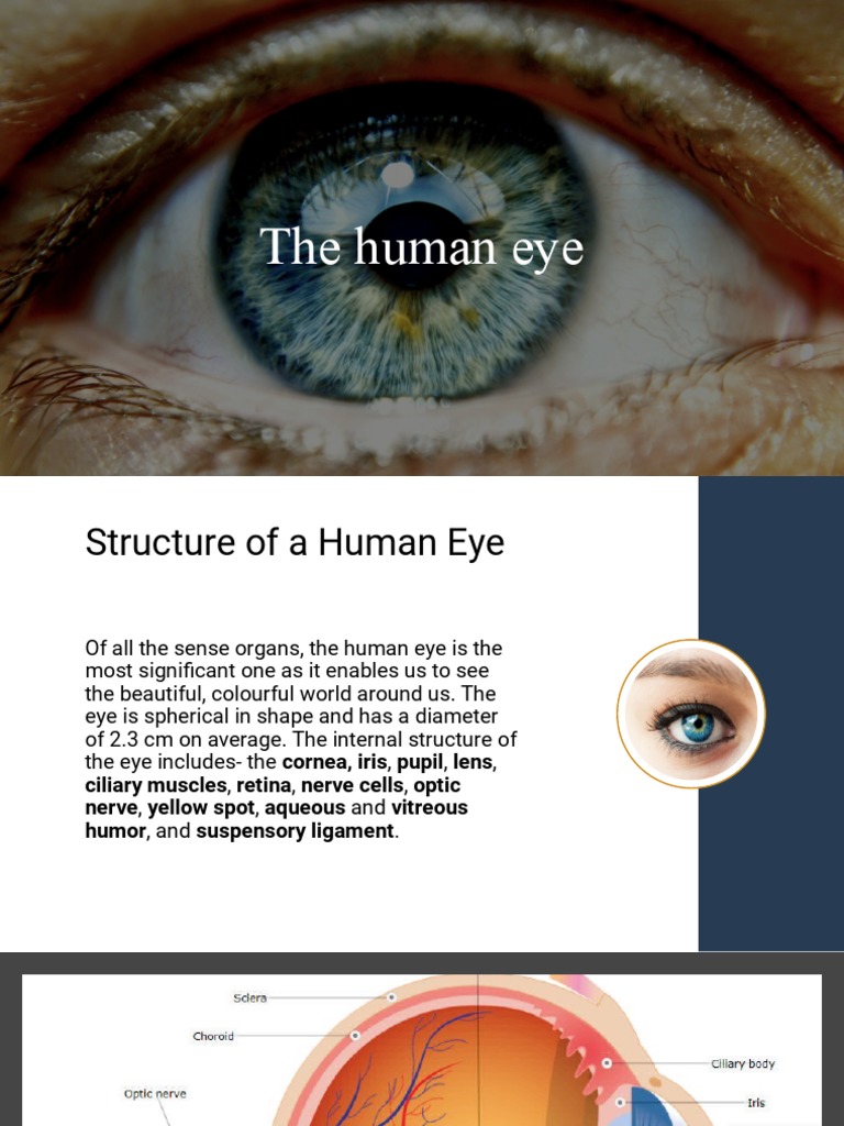 The Human Eye | PDF | Eye | Human Eye