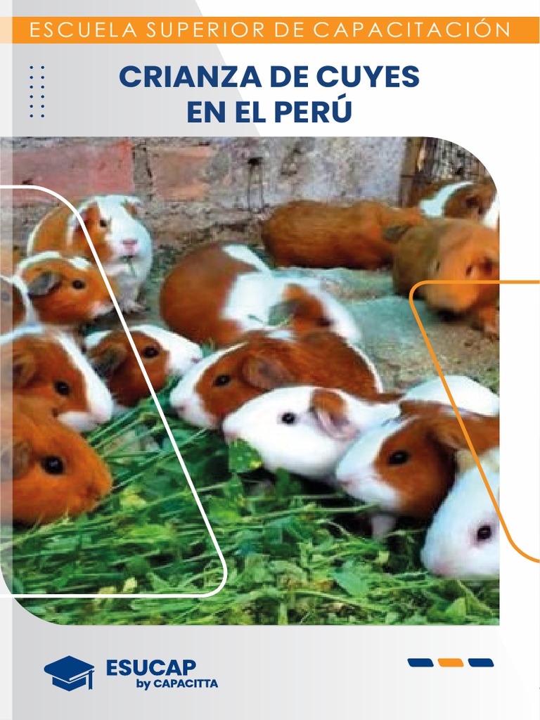Crianza de Cuyes en El Perú Terminado | PDF | Conejillo de indias ...