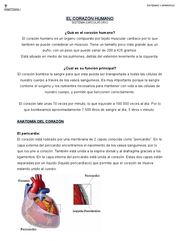 Anatomía S Cardio El Corazón Humano Pdf Ventrículo Corazón