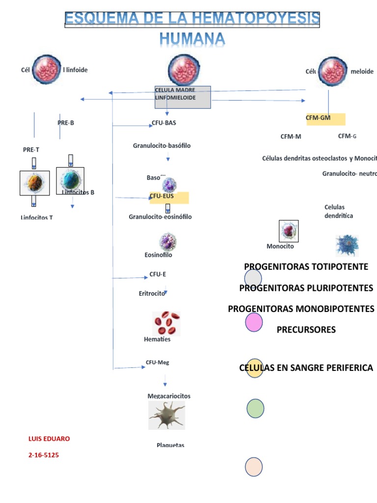 Esquema Hematopoyesis | PDF