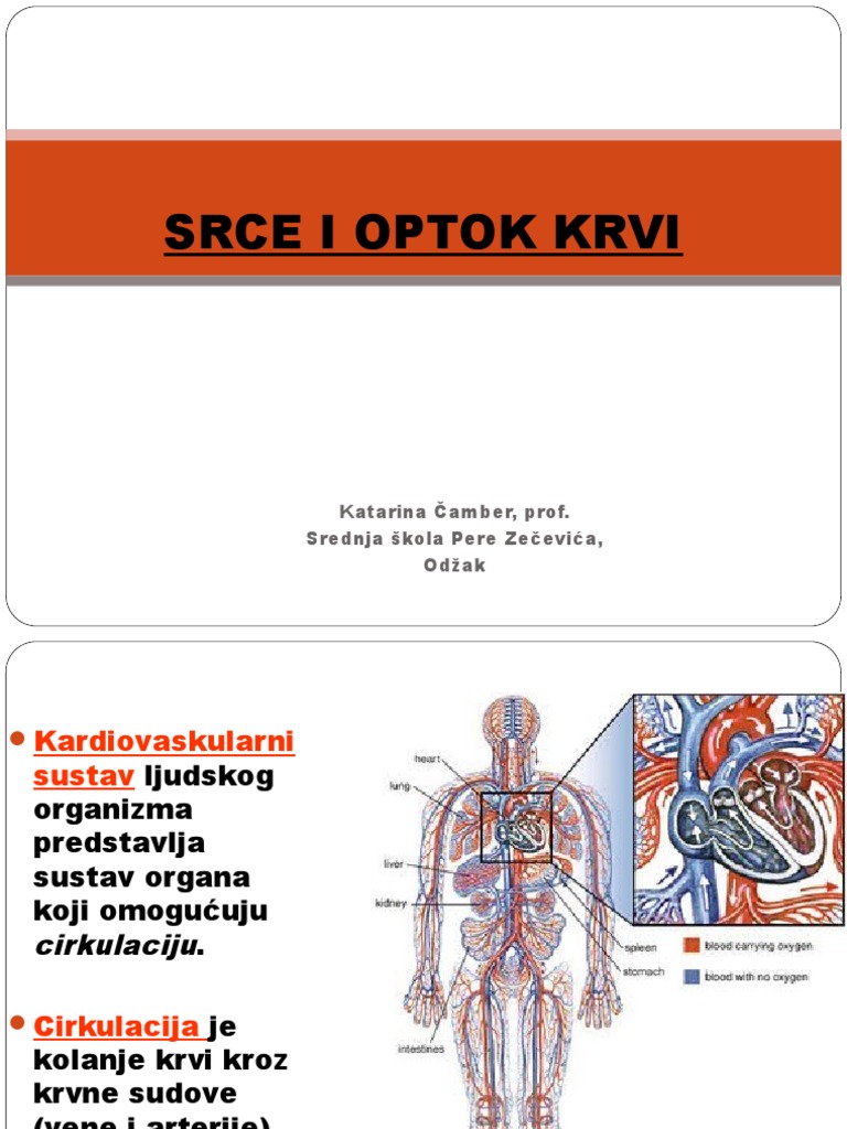 Srce I Optok Krvi | PDF
