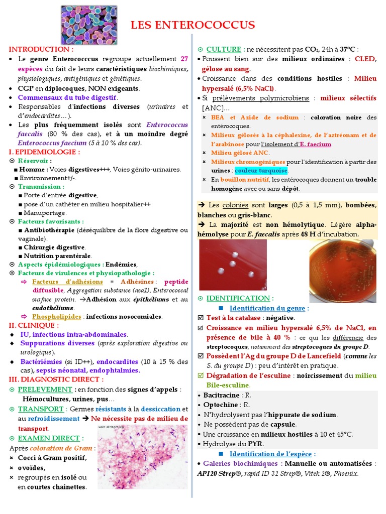 Les Enterococcus | PDF | Spécialités médicales | Microbiologie