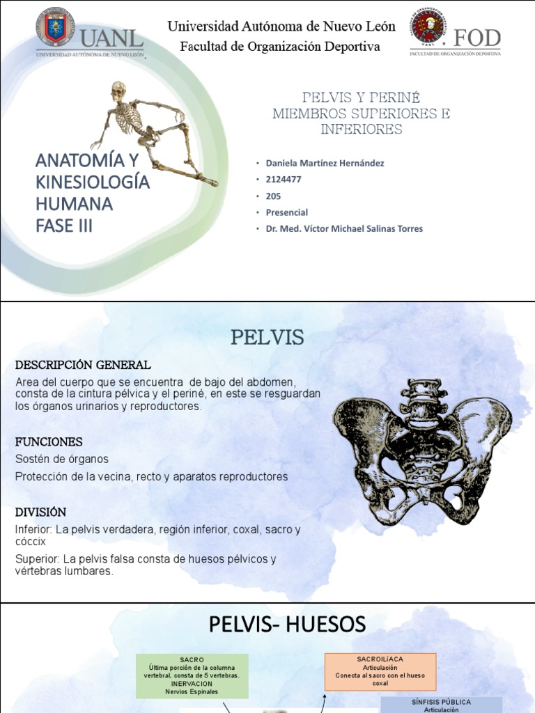 Martinez Hernadez Daniela | PDF | Pelvis | Mano