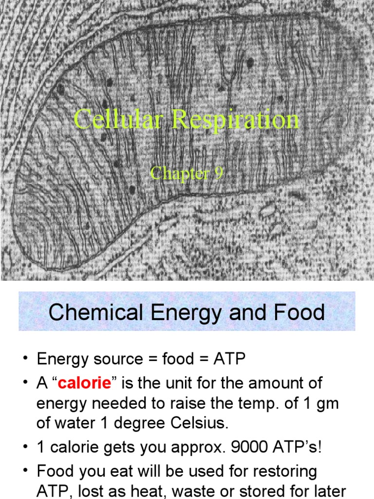 Cellular Respiration Pdf Cellular Respiration Adenosine Triphosphate