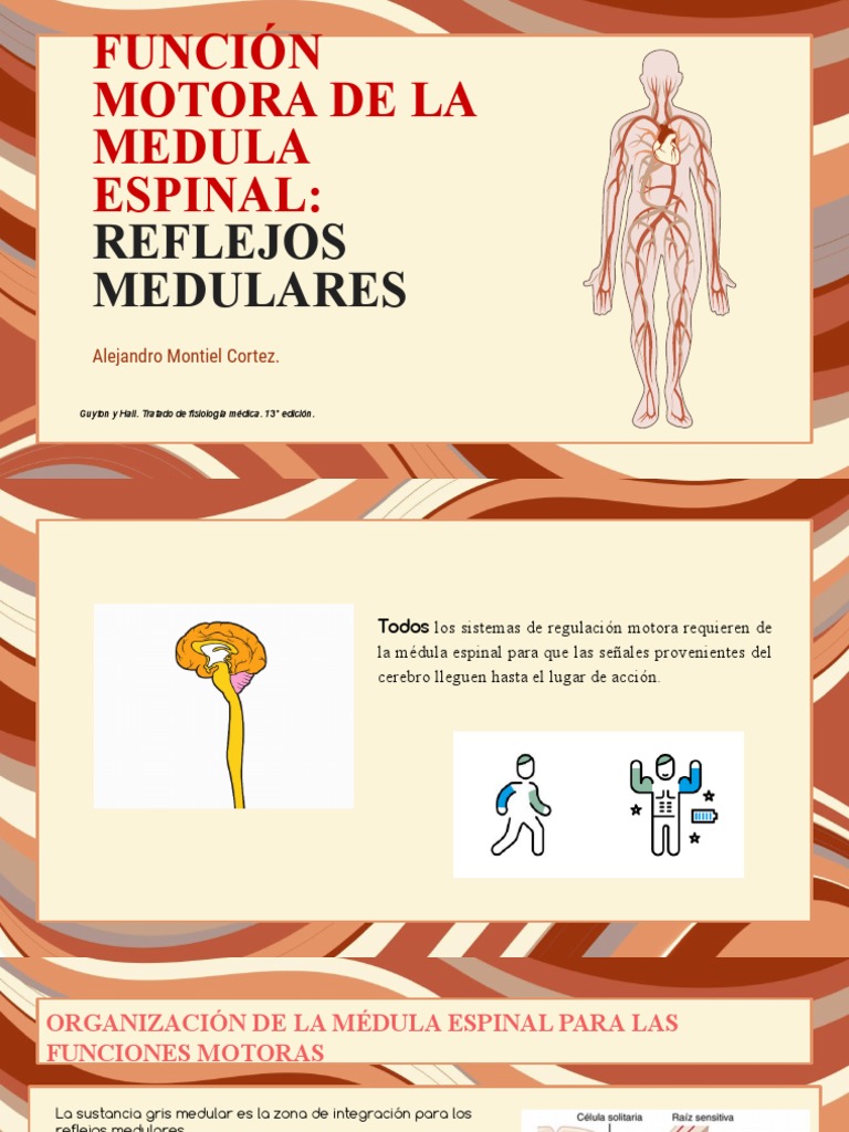 Función Motora de La Medula Espinal - Reflejos Medulares | PDF | Materia gris | Músculo
