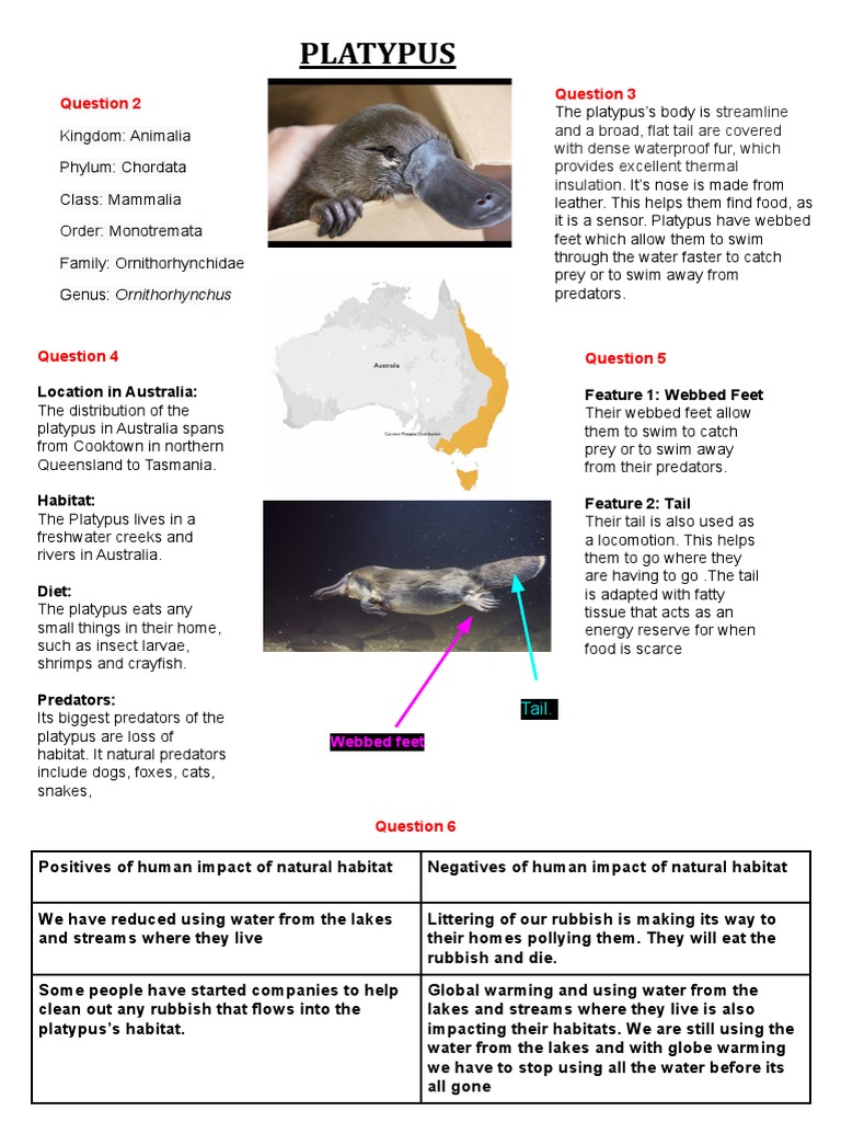 Platypus: Habitat, Diet, and Features | PDF | Predation | Organisms