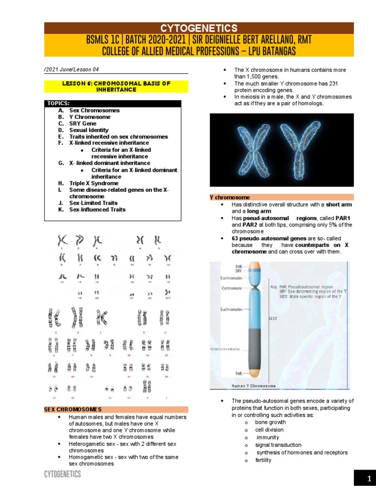 Cytogenetics Lecture 06 | PDF | Dominance (Genetics) | Chromosome