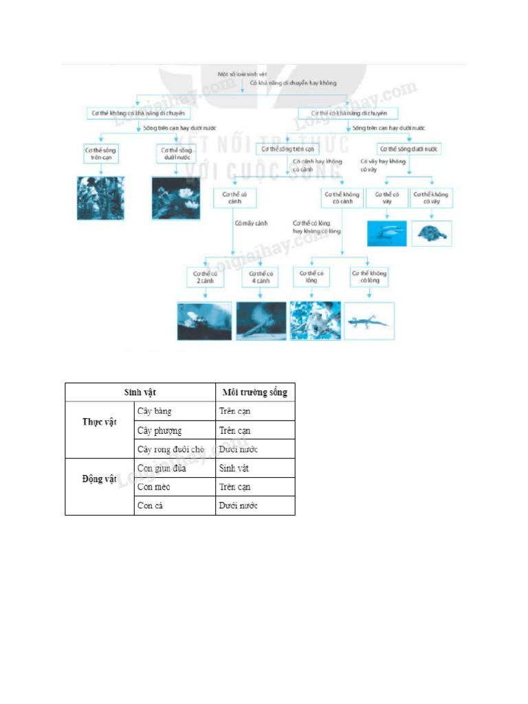 BT Khóa Lư NG Phân | PDF
