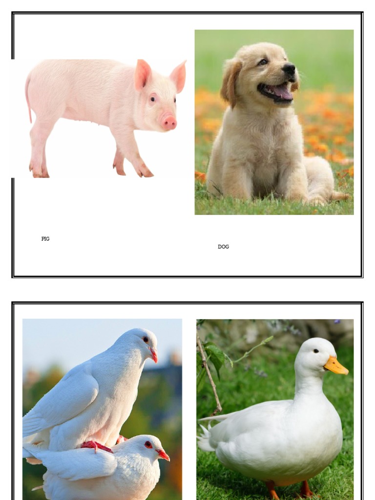 Animals | PDF