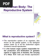 Human Reproductive Systems PowerPoint | PDF | Human Reproduction ...