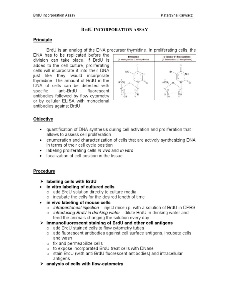 BrdU Assay Principle | PDF | Apoptosis | Cell Growth