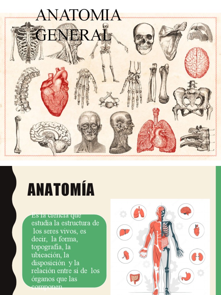 Anatomia General. | PDF | Articulación | Hueso