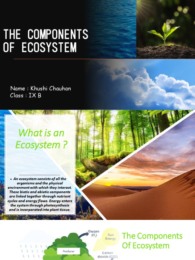 Ecosystem Basics for Students | PDF | Wellness