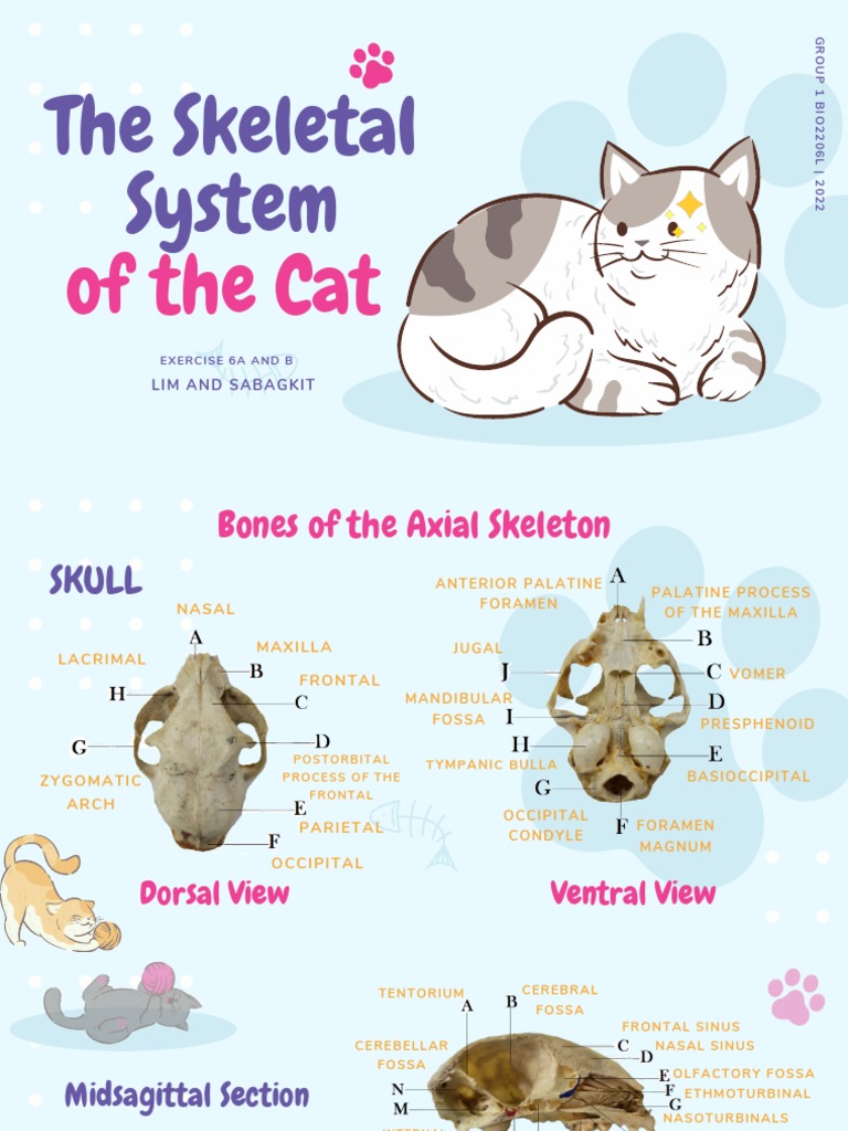 Cat Skeletal System Overview | PDF | Vertebra | Anatomical Terms Of ...