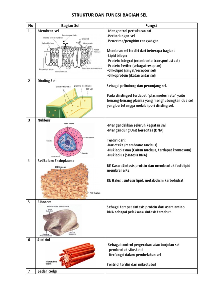 Struktur Dan Fungsi Bagian Sel | PDF