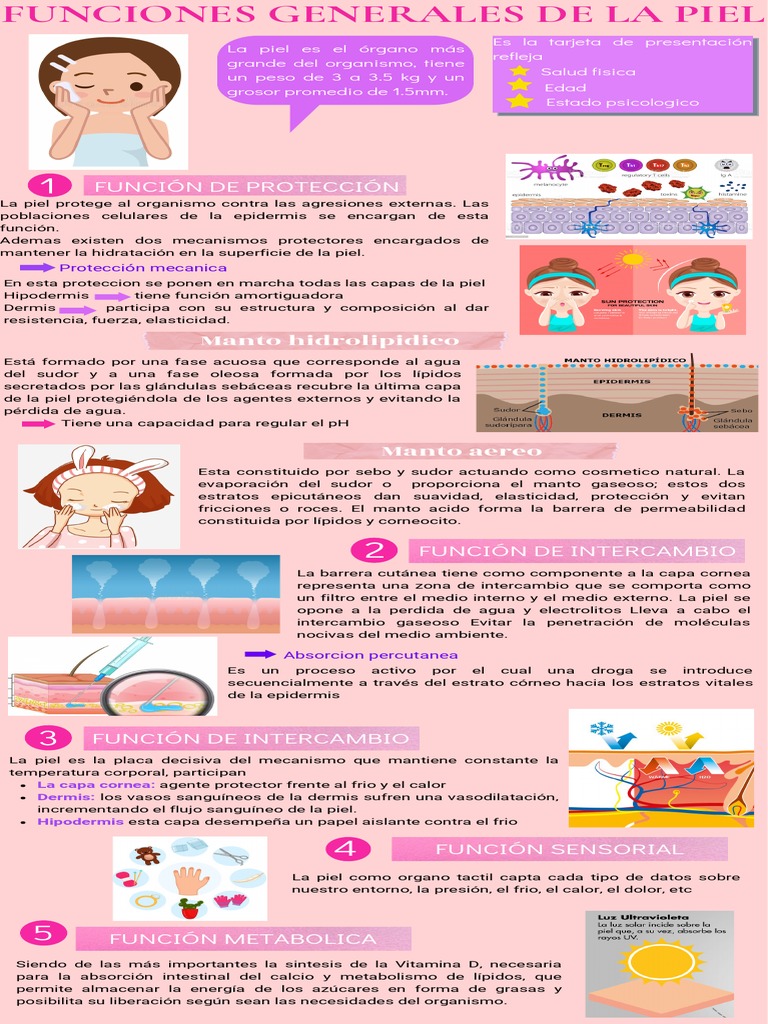 Funciones Generales de La Piel | PDF | Piel | Lípido Funciones Generales de La Piel | PDF | Piel | Lípido