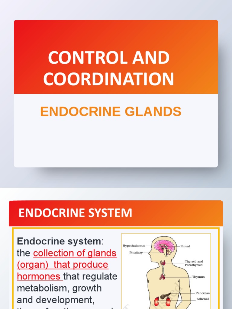 Endocrine Glands And Their Functions Pdf Endocrine System Hypothalamus