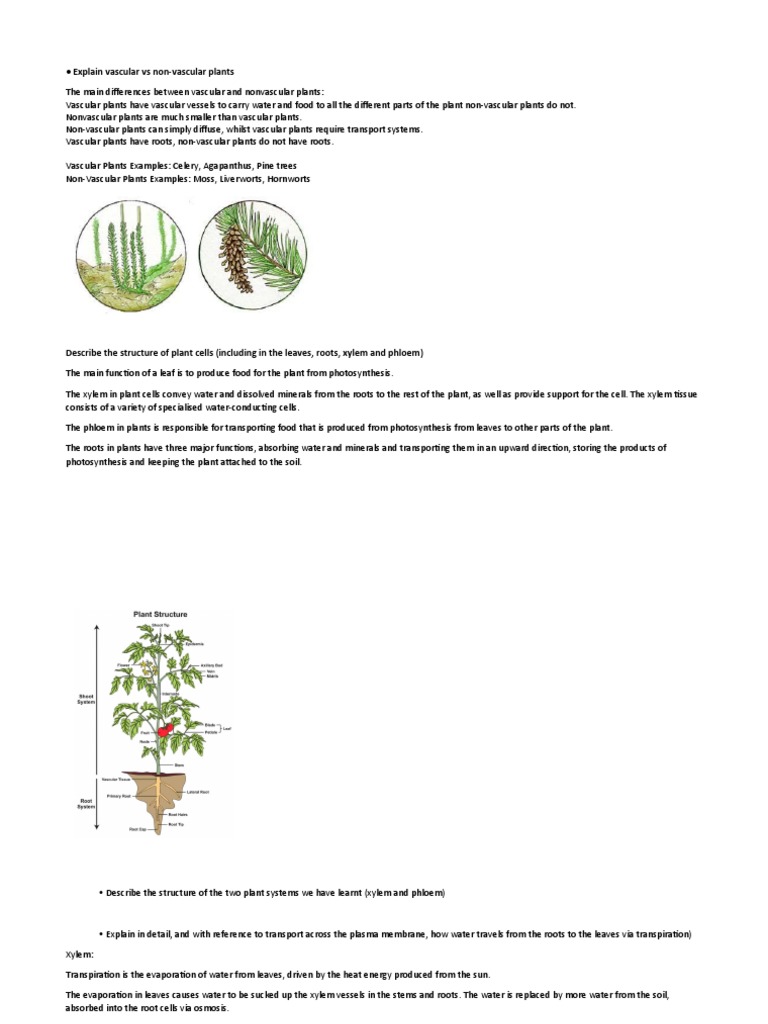 Biology Poster | Download Free PDF | Leaf | Plant Stem