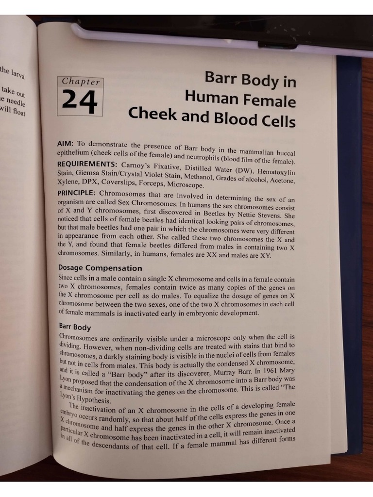 Barr Body and Meiosis (Cell Biology) | PDF