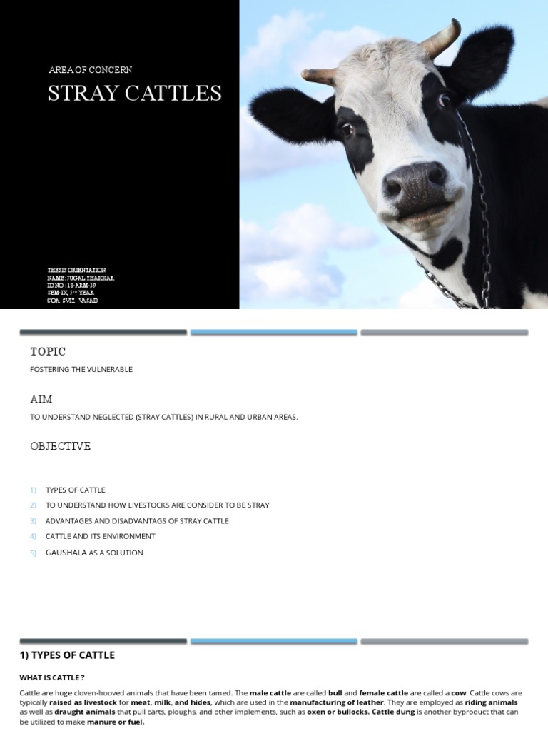 Stray Cattles | PDF | Cattle | Biogas