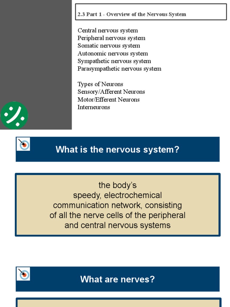 The Nervous System: An Overview | PDF | Nervous System | Motor Neuron