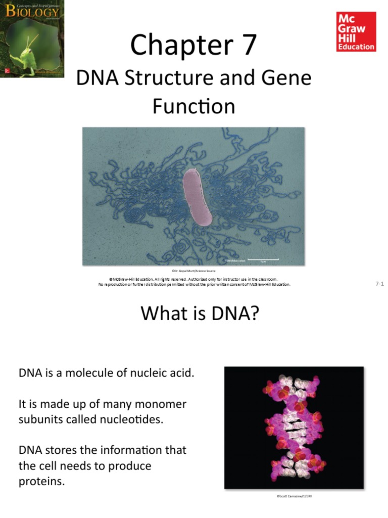 Ch07 Concepts4e LecturePPT Hoefnagels A Updated | PDF | Translation ...