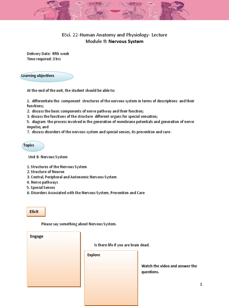 Anatomy Lec Module 8 Pdf Nervous System Nerve