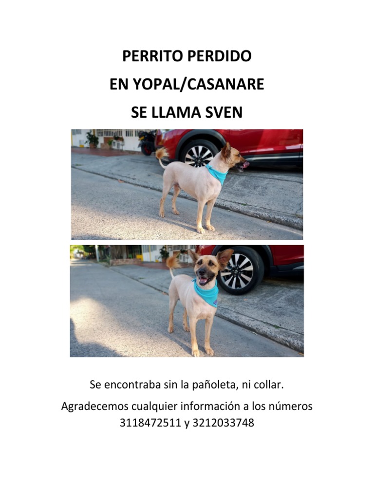 PERRITO PERDIDO Sven | PDF