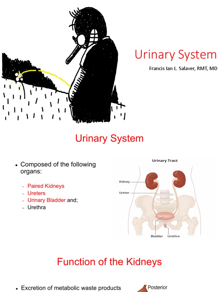 Urinary System Anatomy and Function | PDF | Kidney | Genitourinary System