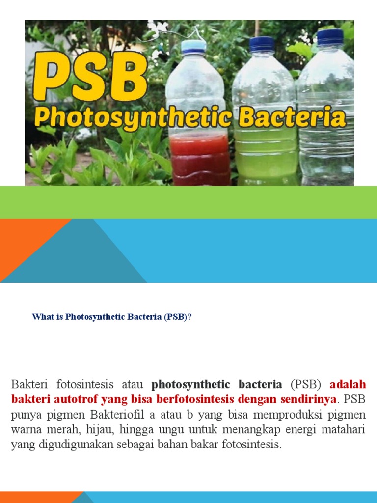 Panduan Membuat Bakteri Fotosintesis | PDF