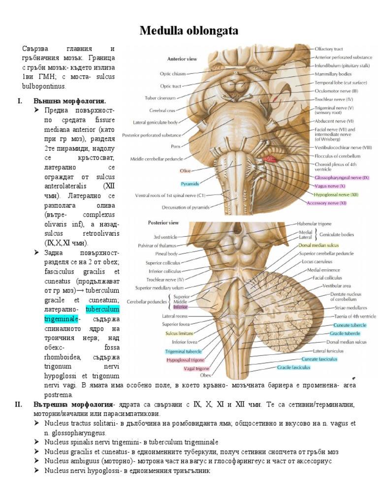 Medulla Oblongata | PDF