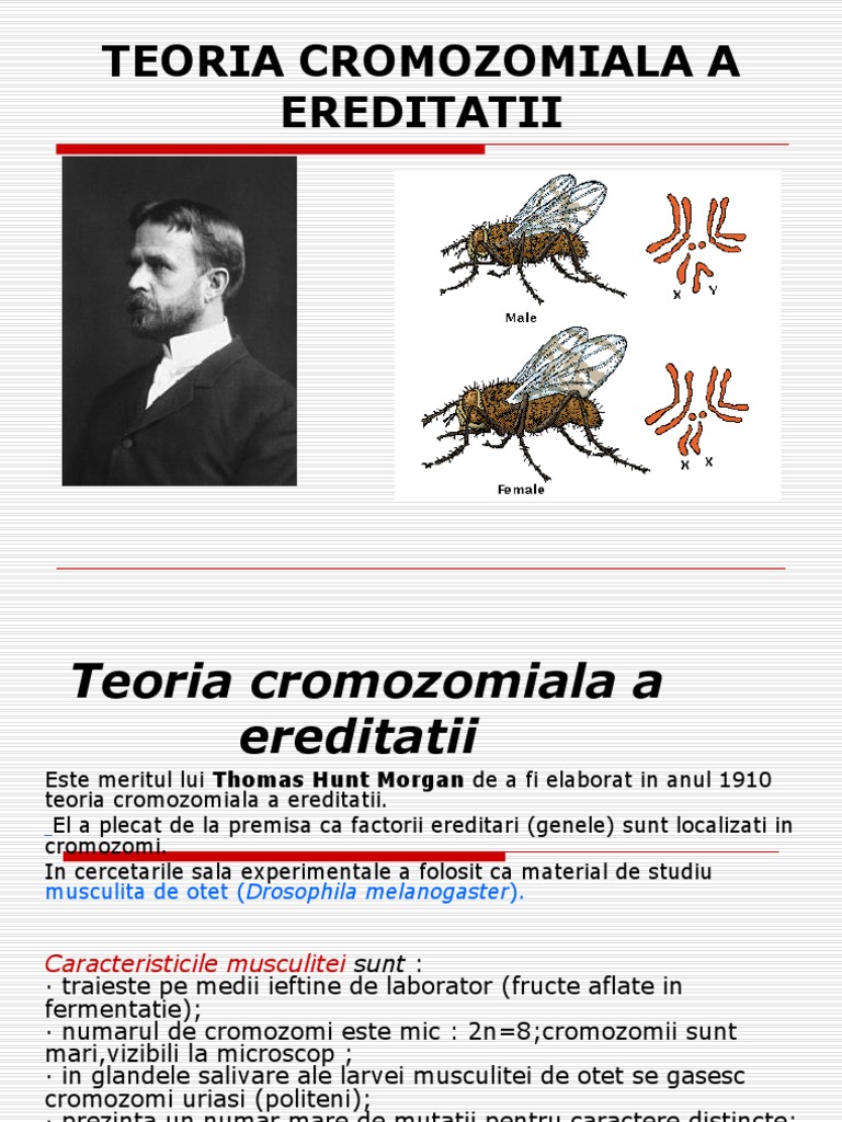 Teoria Cromozomiala A Ereditatii | PDF