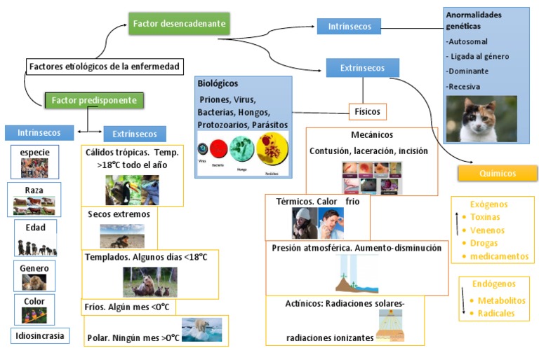 Factores Etiológicos de Enfermedad - Tarea 5 | PDF | Medicina CLINICA ...
