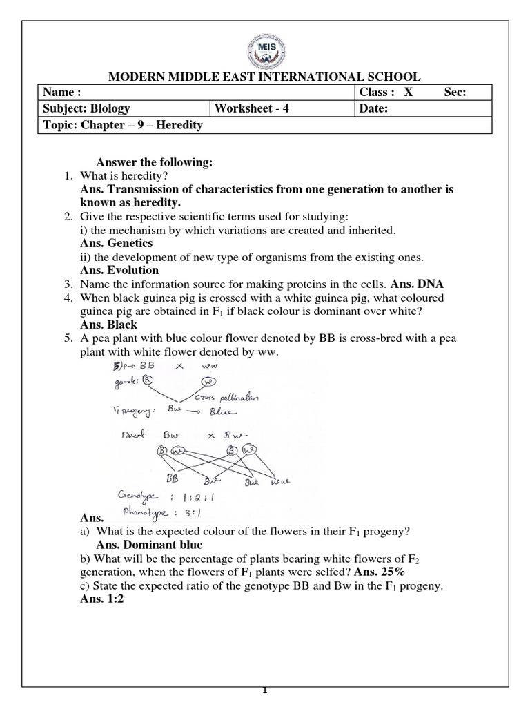 High School Biology: Heredity Worksheet | PDF | Dominance (Genetics ...