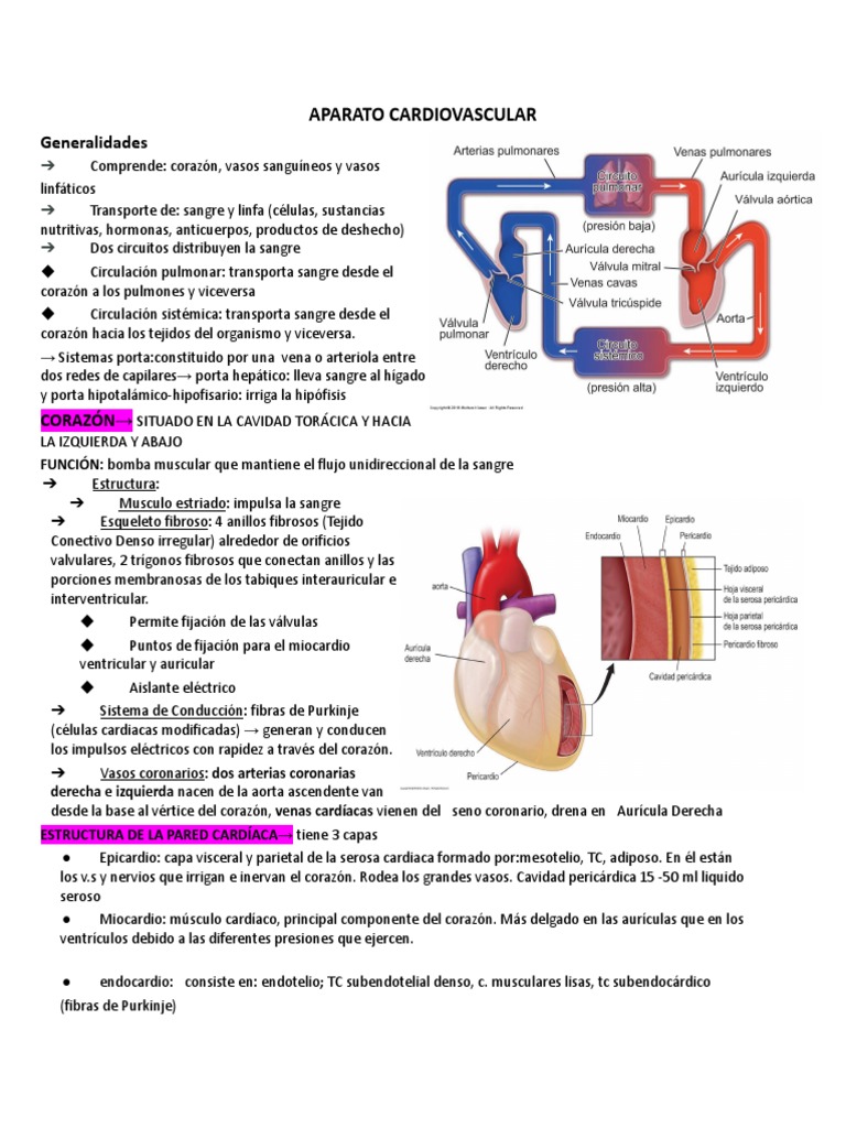 Aparato Cardiovascular | PDF | Sistema circulatorio | Corazón