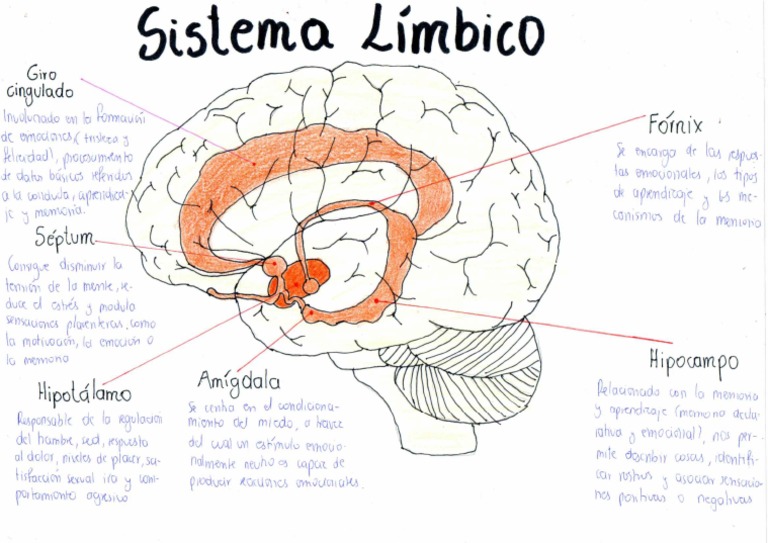 Sistema Limbico | PDF