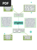 Condrogénesis y Crecimiento del Cartílago | PDF