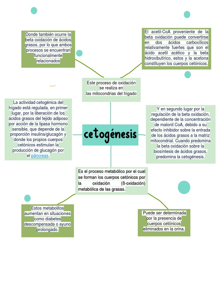 Proceso Y Regulación De La Cetogénesis Pdf ácido Graso Metabolismo