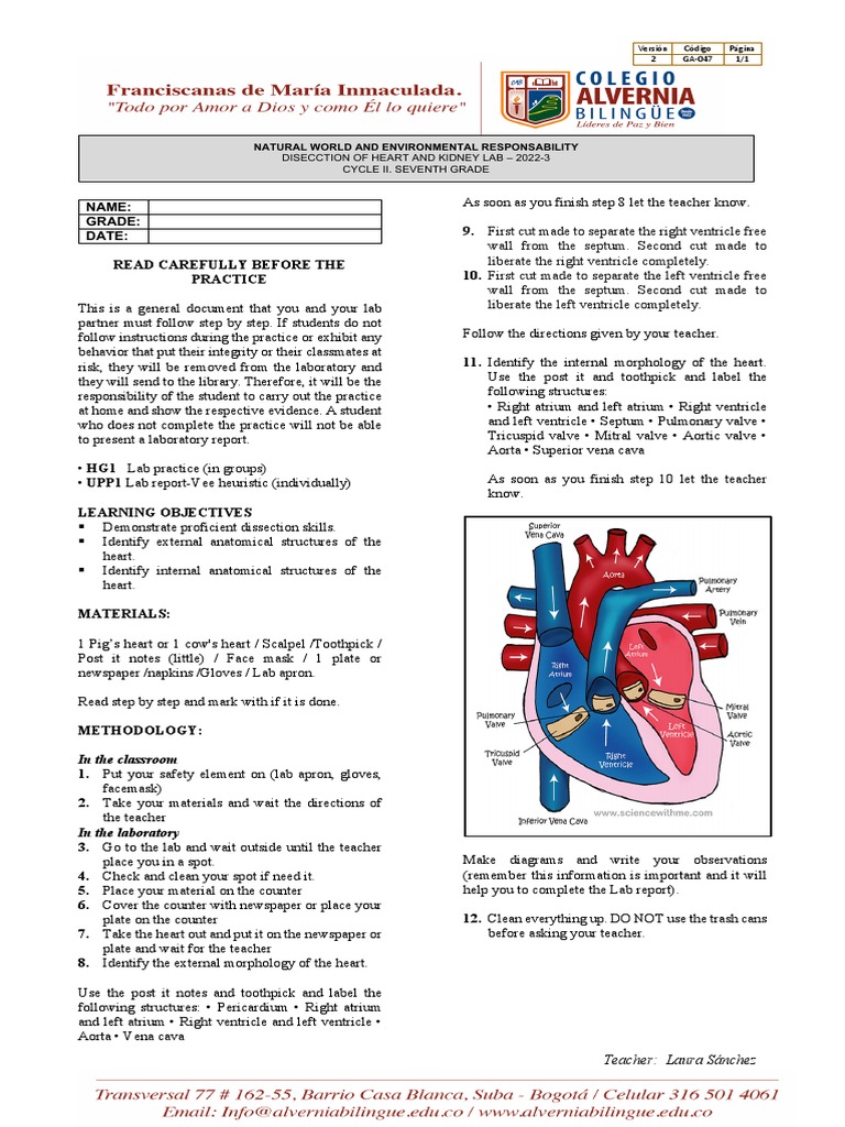 Heart and Kidney Dissection Worksheet | PDF | Heart Valve | Heart