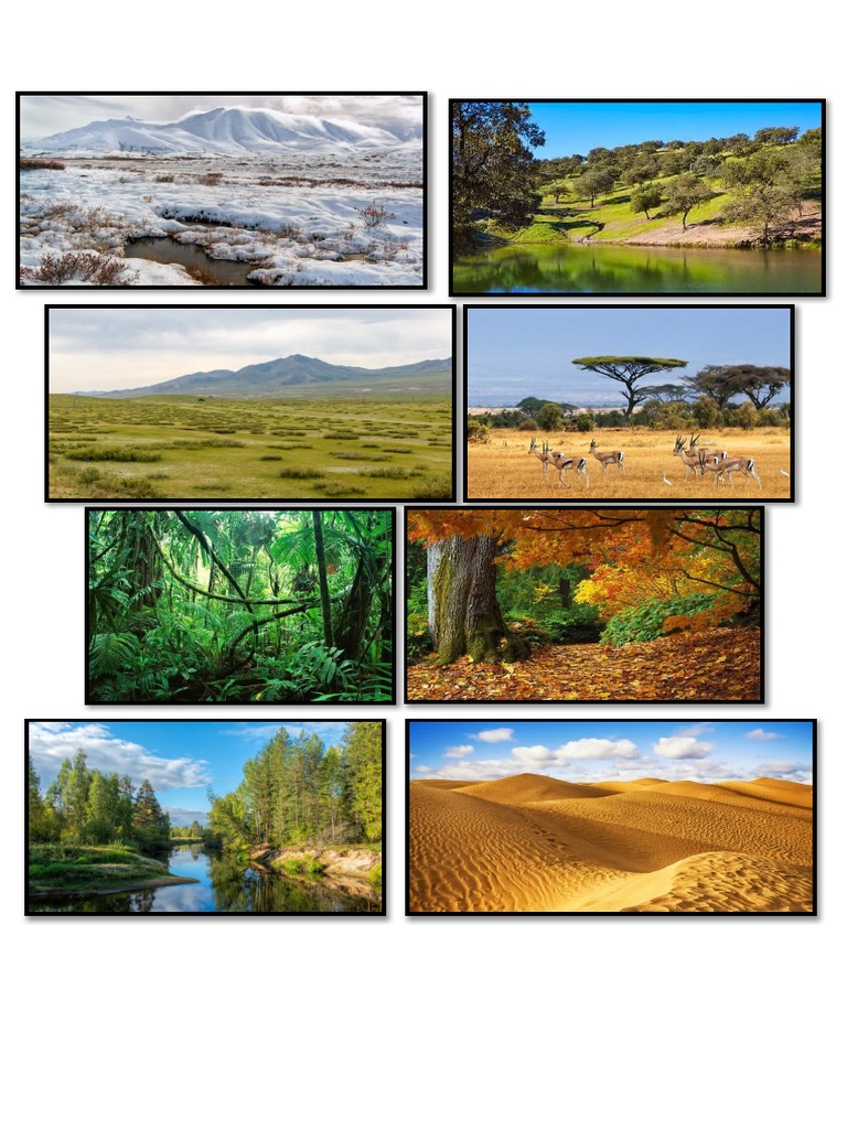 Biomas Terrestres | PDF