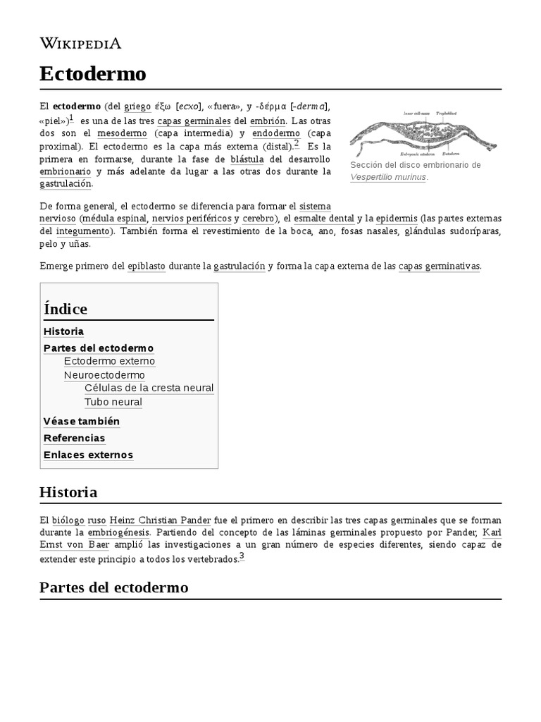 Ectodermo | PDF | Anatomía | Morfología (biología)