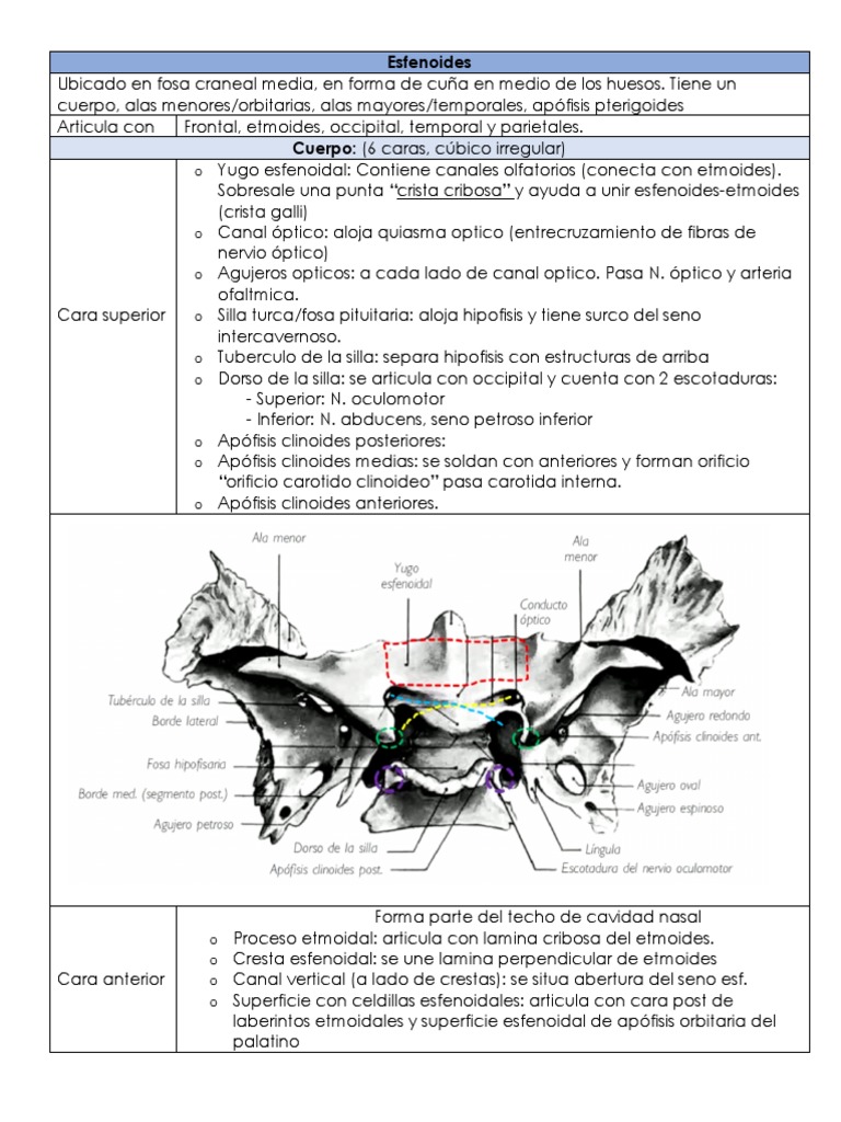 Anatomía del Hueso Esfenoides | PDF | Anatomía humana | Cabeza y cuello ...