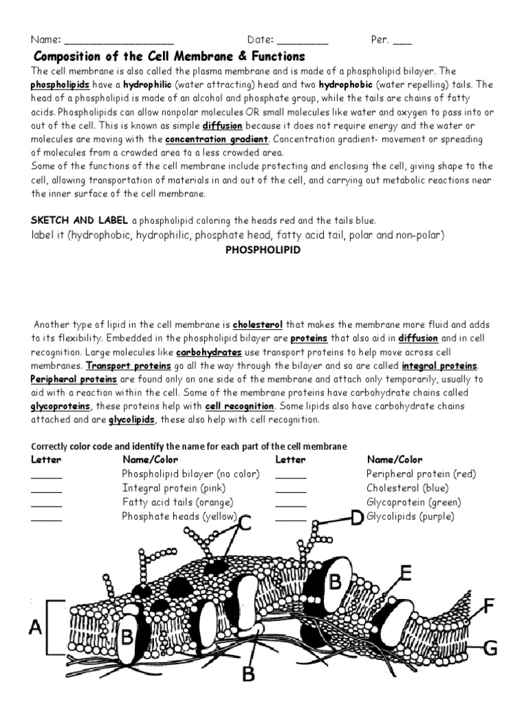 Composition of The Cell Membrane and Functions Activity | PDF | Cell ...