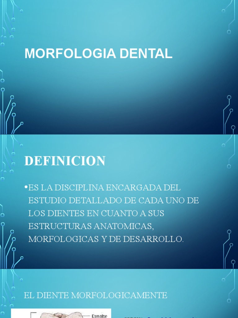 MORFO 2da. Clase | PDF | Diente | Anatomia dental
