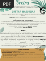 Anatomía y porciones de la uretra masculina | PDF