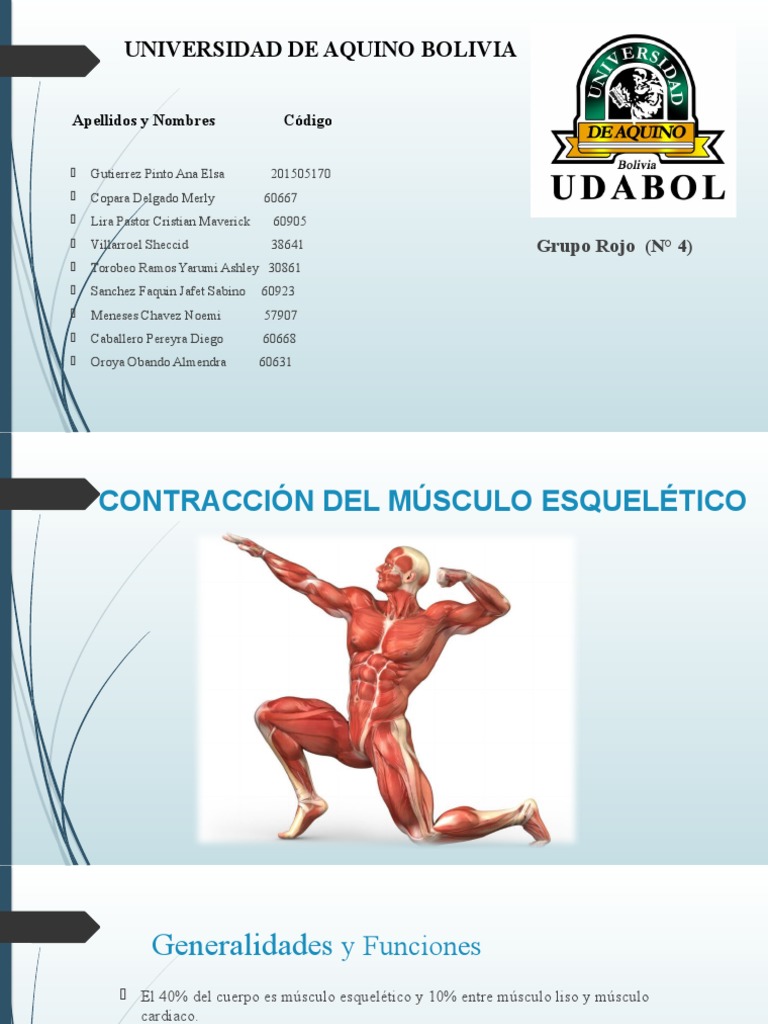 Contracción Del Músculo Esqueletico (Autoguardado) | PDF | Contracción ...